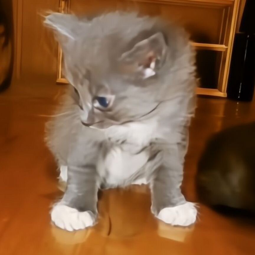 Котёнок в добрые руки