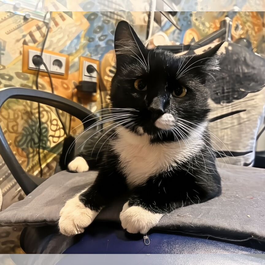 Взрослый кот в добрые руки