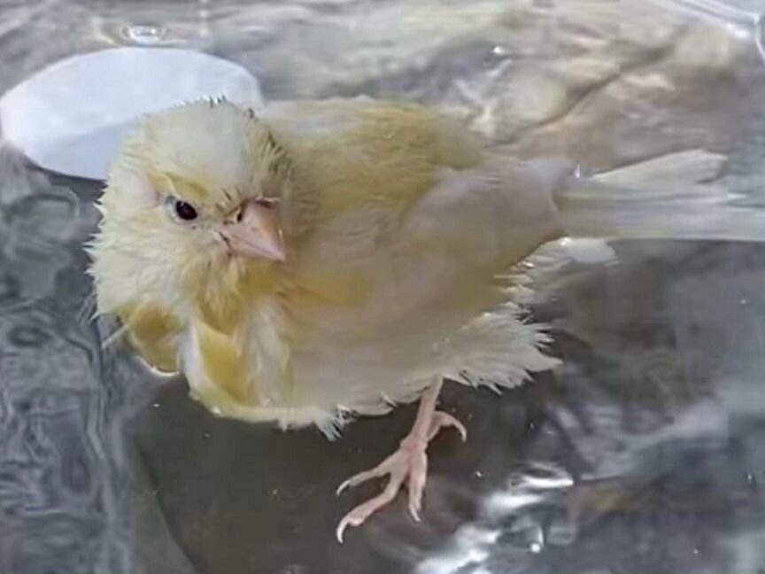 Канарек. Кенар молодой