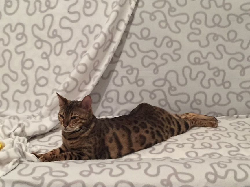 Бенгальская кошка