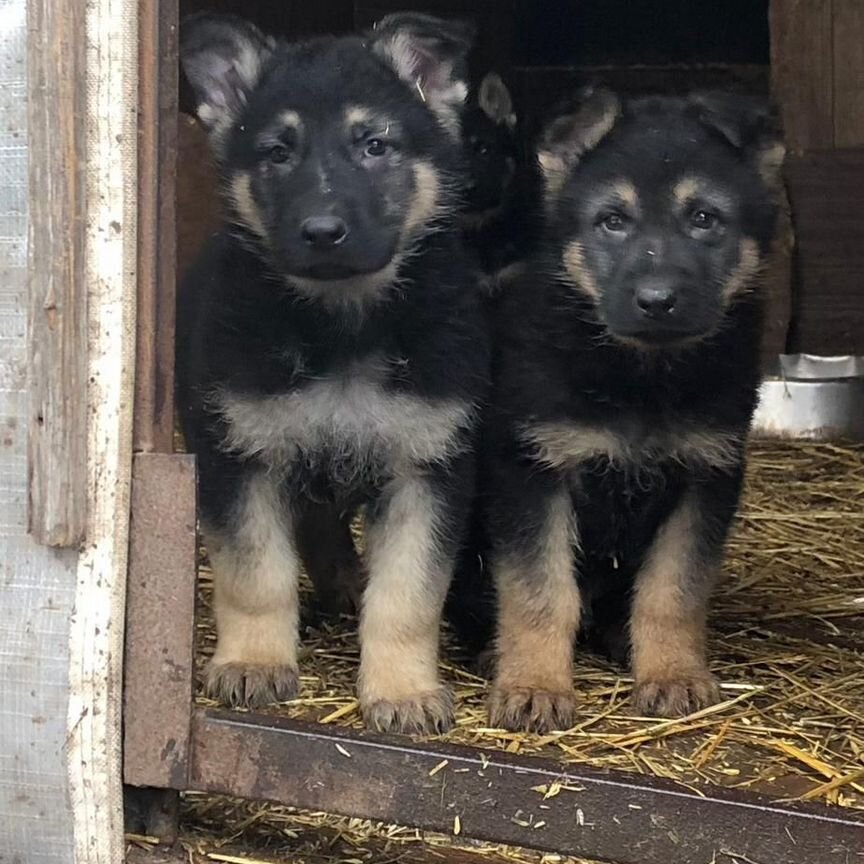Восточноевропейская овчарка, щенок