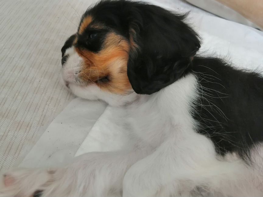 Девочки ккчс