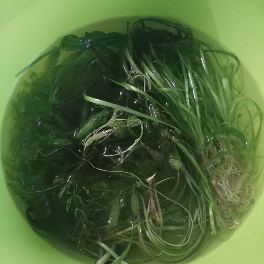 Аквариумные растения бесплатно