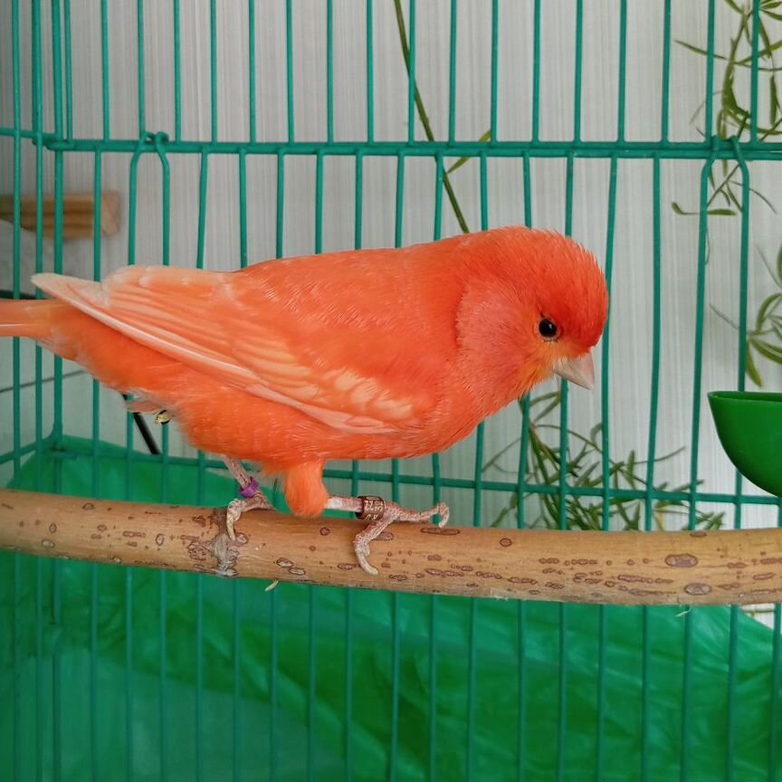 Красный кенар