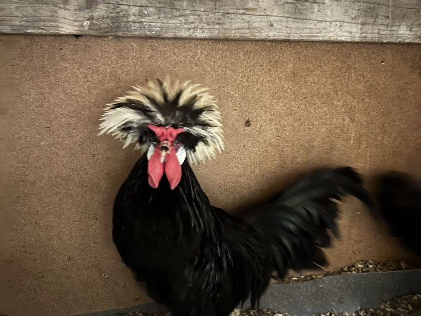 Цыплята разных пород кур. Инкуб яйцо