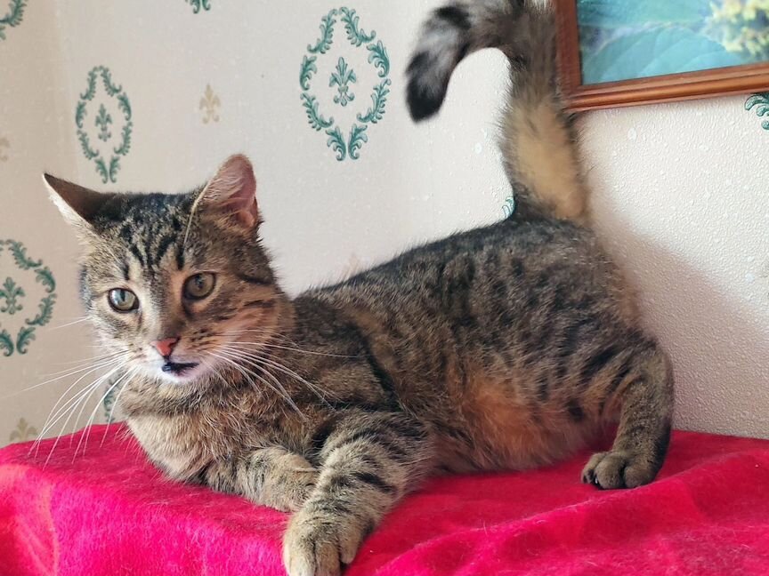 Красавица кошка