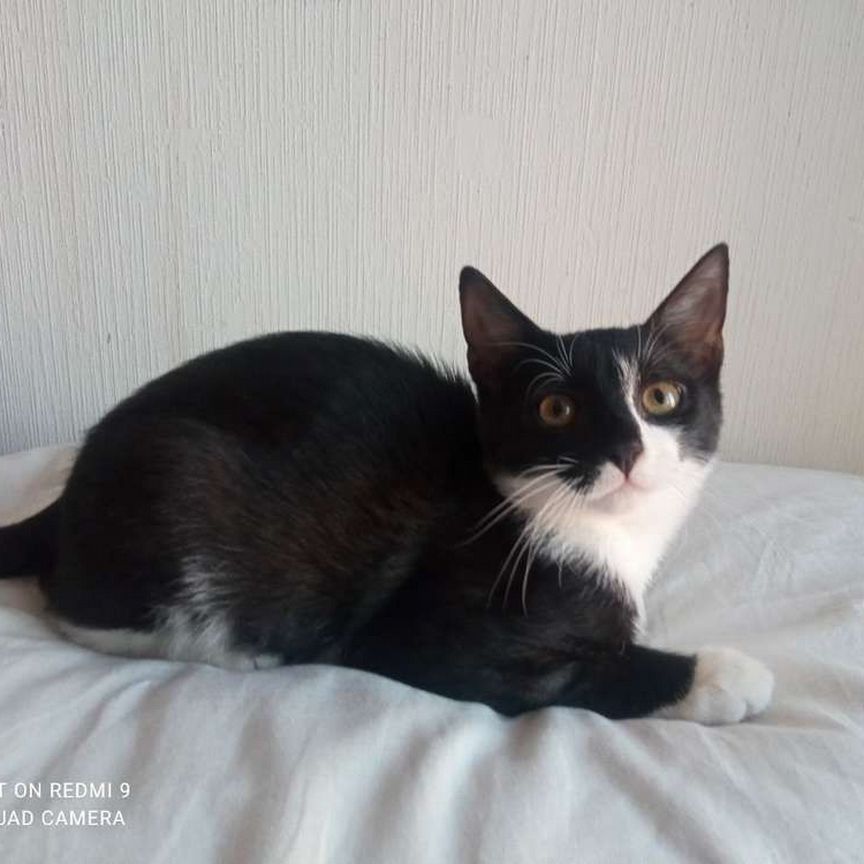 Ласковый котенок Феликс в добрые руки