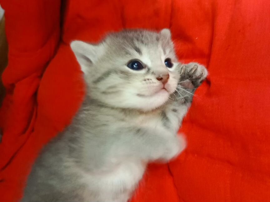 Британские котята