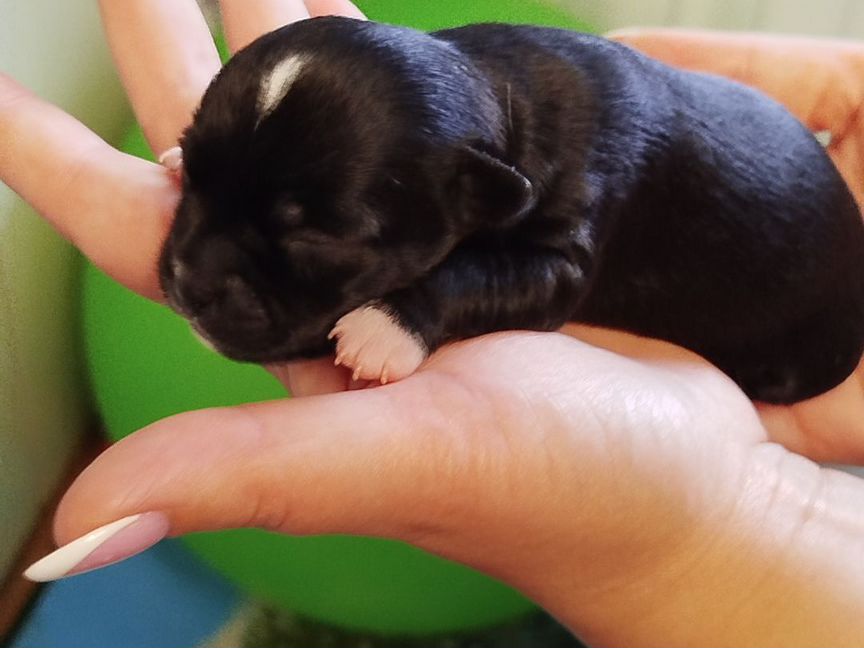 Собака чихуахуа щенки (кобель)