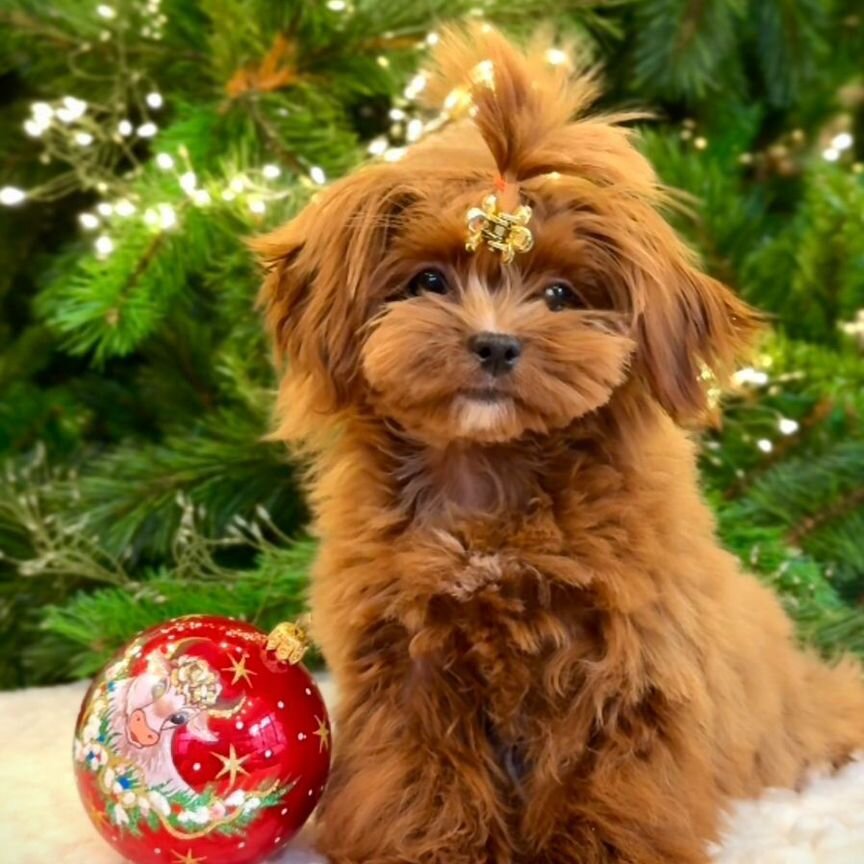 Мальтипу, щенок