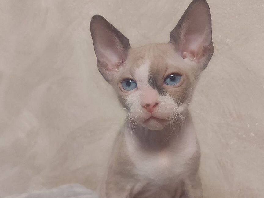 Котята Донского сфинкса