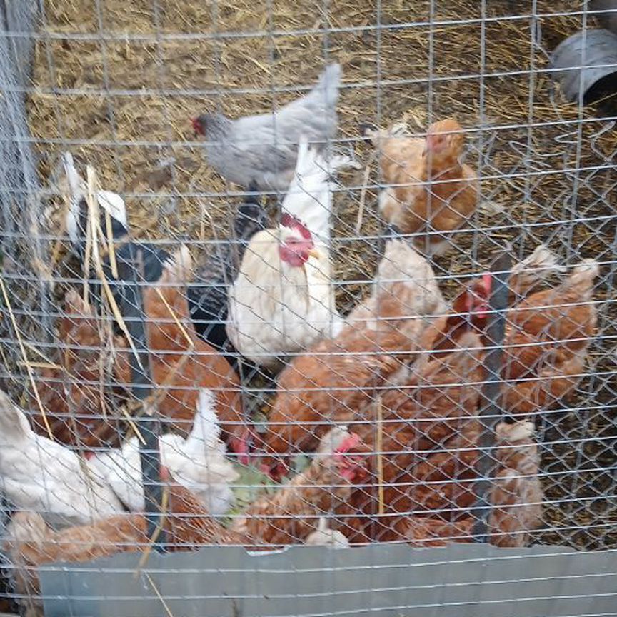 Куры несушки и петух продам