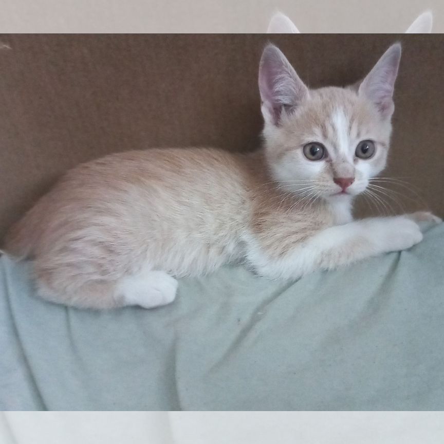 Отдам бесплатно котика