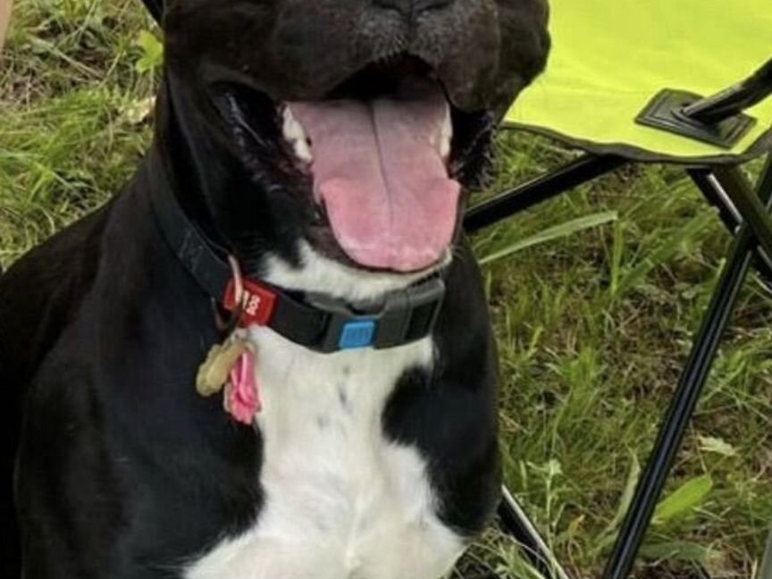 Отдам питбуля