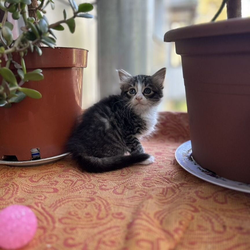 Котенок 1,5 месяца