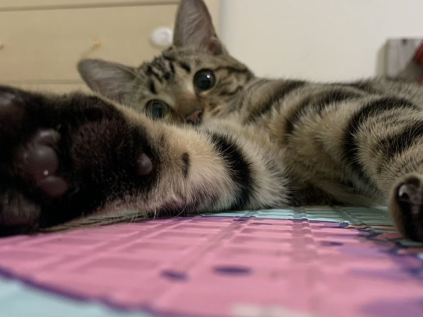 Кошка для вязки