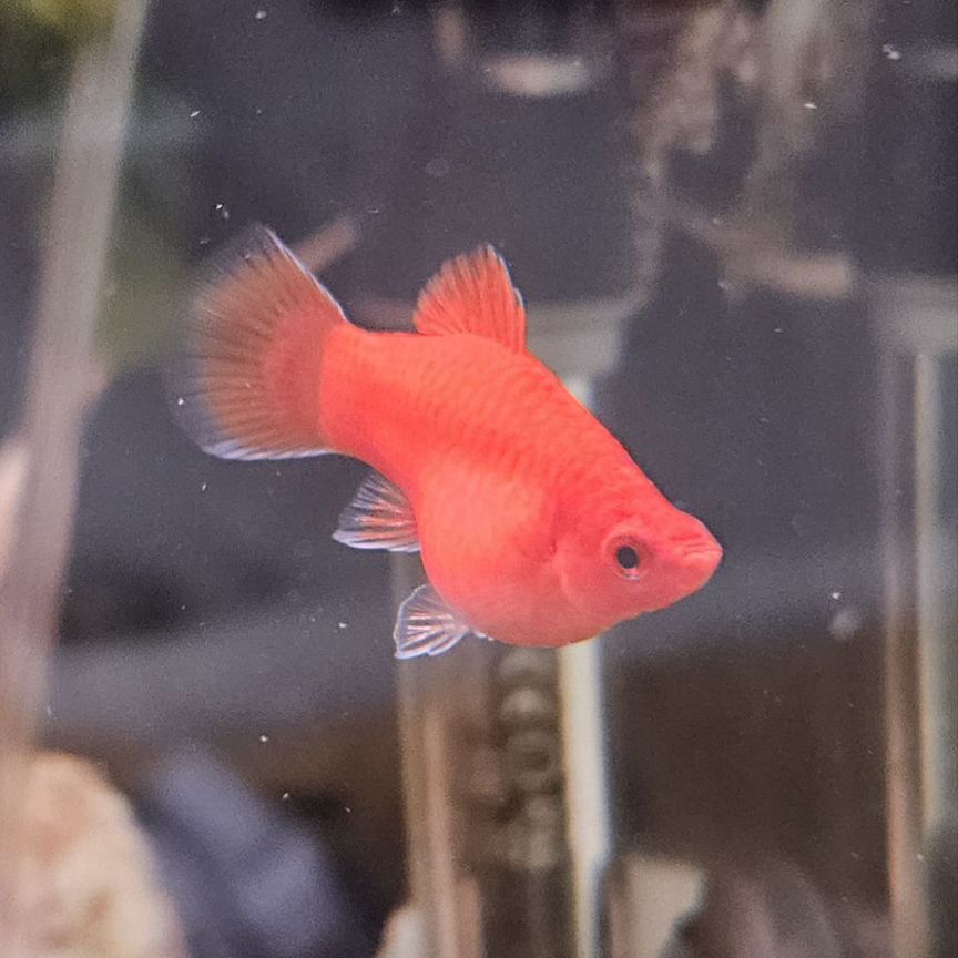 Пецилия баллон