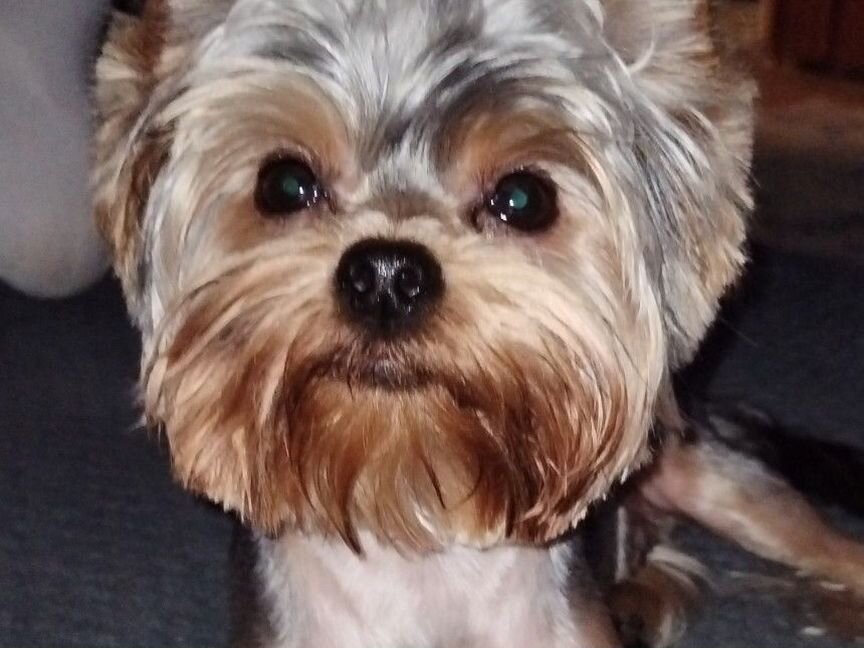 Йоркширский терьер мини