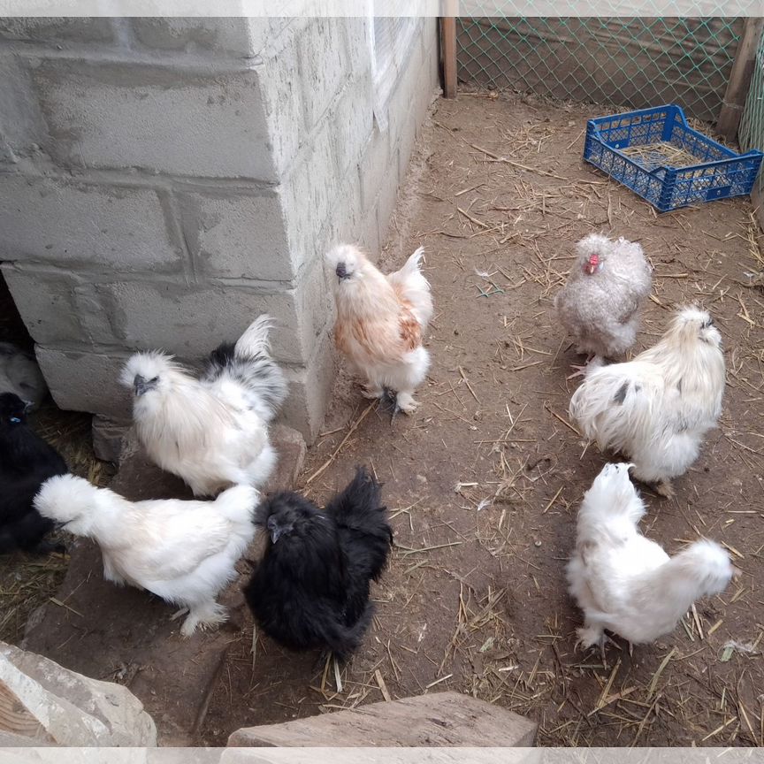 Петух китайский шелковый