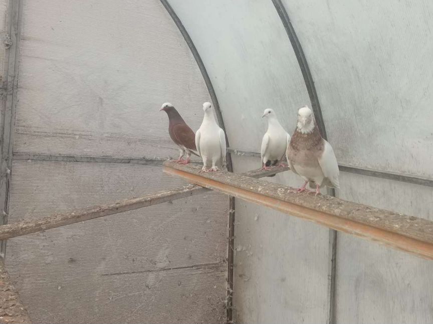 Поющие голуби