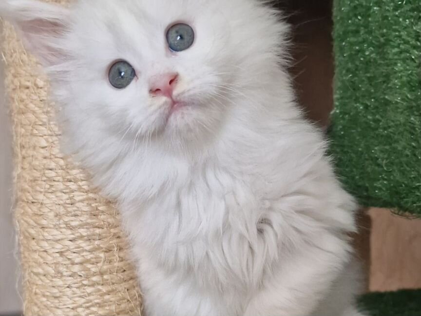 Мейн-кун белоснежные облачка