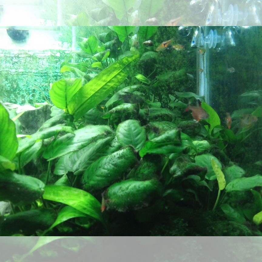 Аквариумное растение