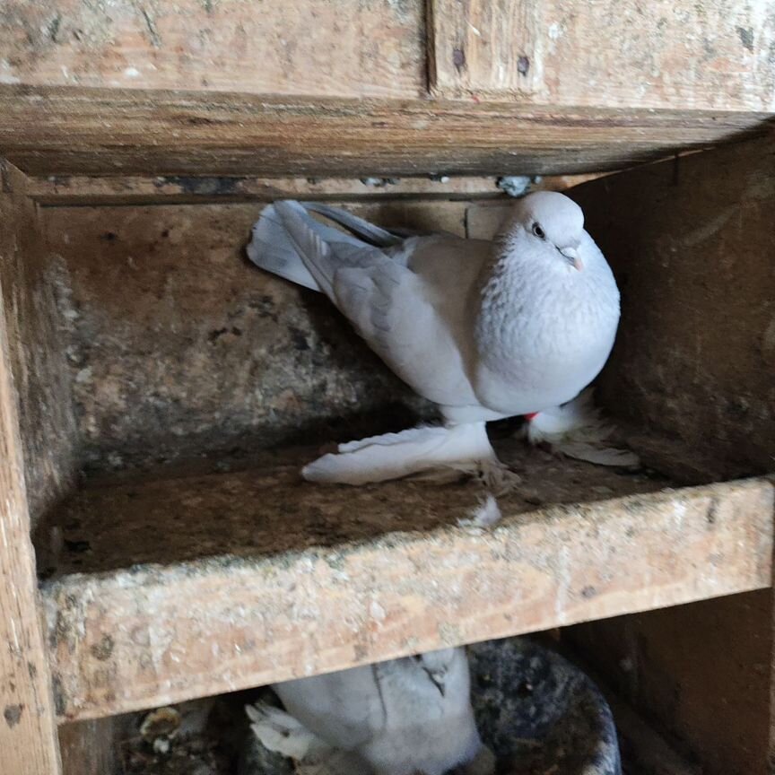 Голуби касаны