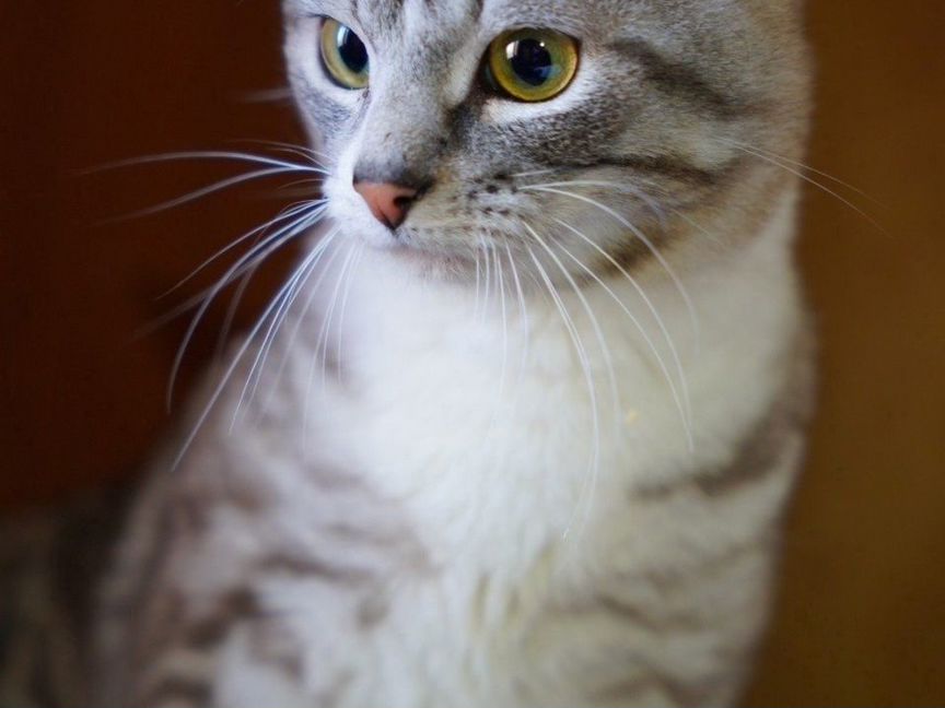 Котик в добрые руки