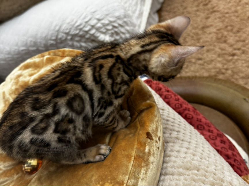 Бенгальская кошка 2 месяца