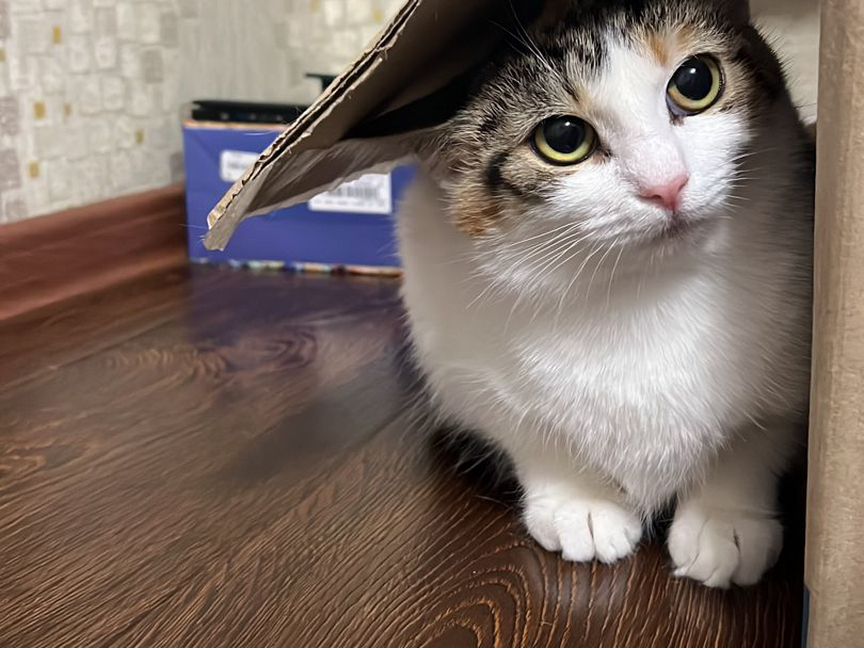 Котенок в хорошие руки