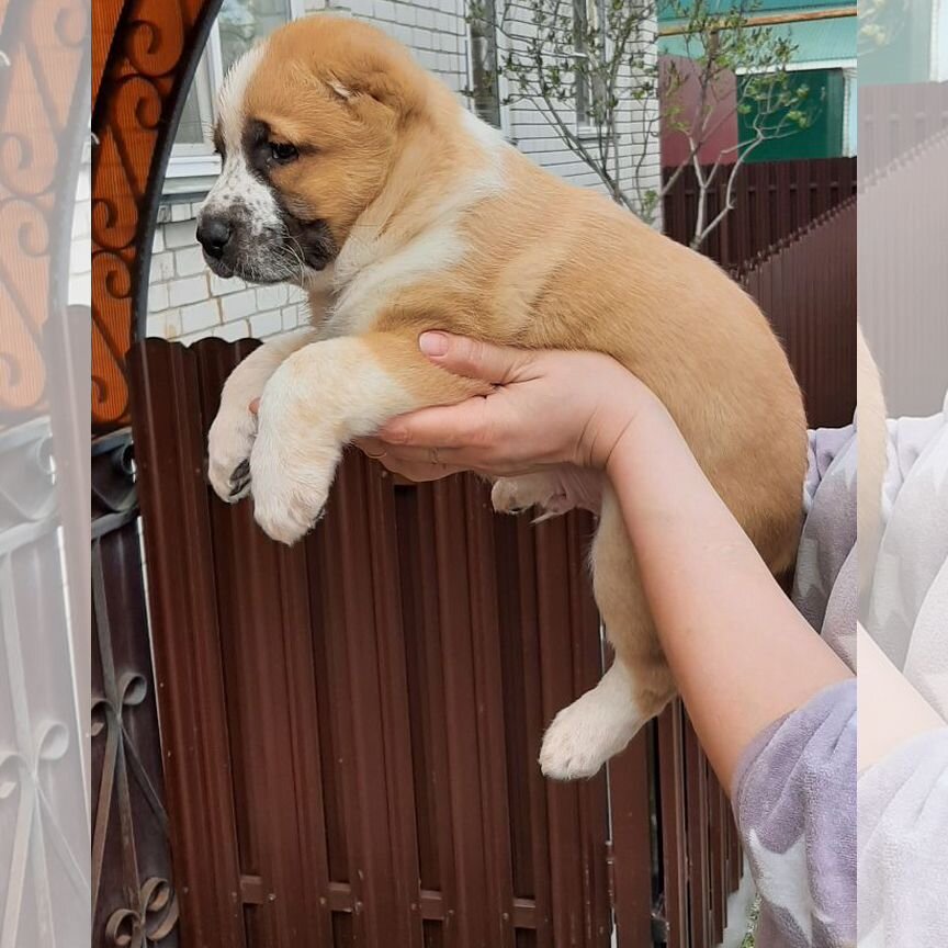 Щенки Алабая продажа