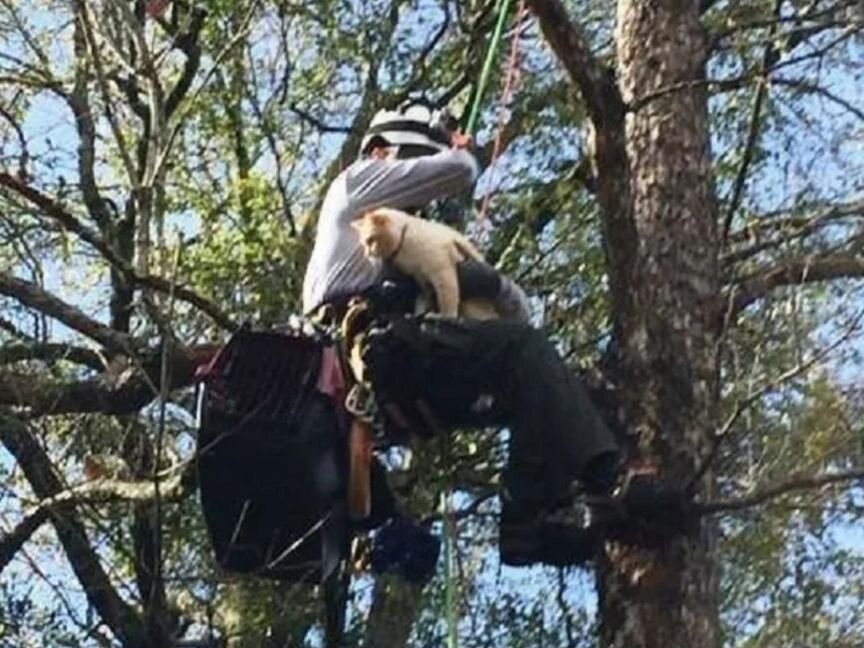 Снятие кота с дерева