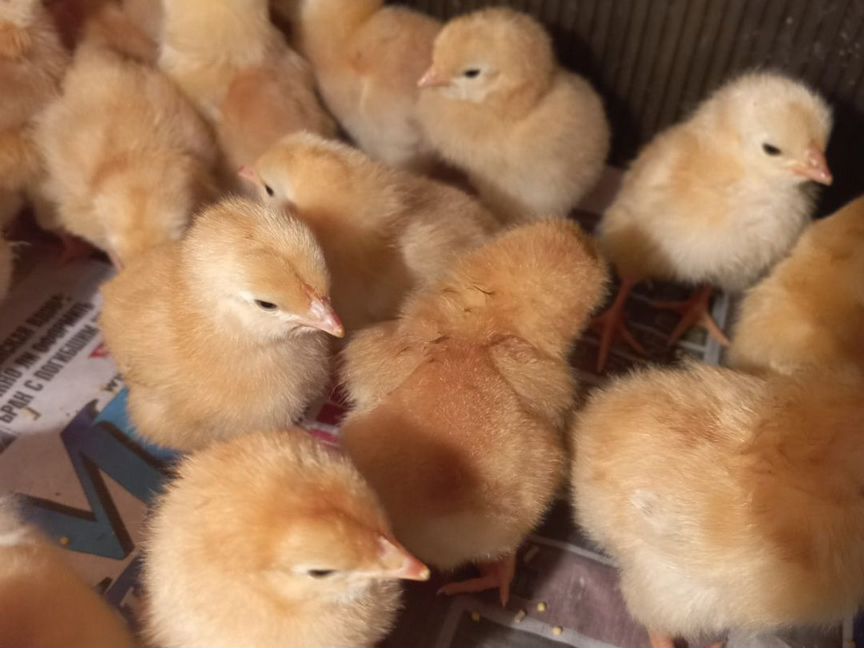 Цыплята бройлеры