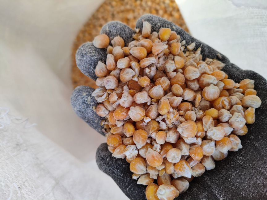 Кукуруза цельная оптом