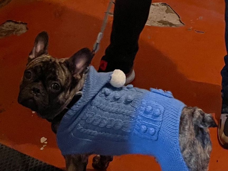 Французский бульдог кобель