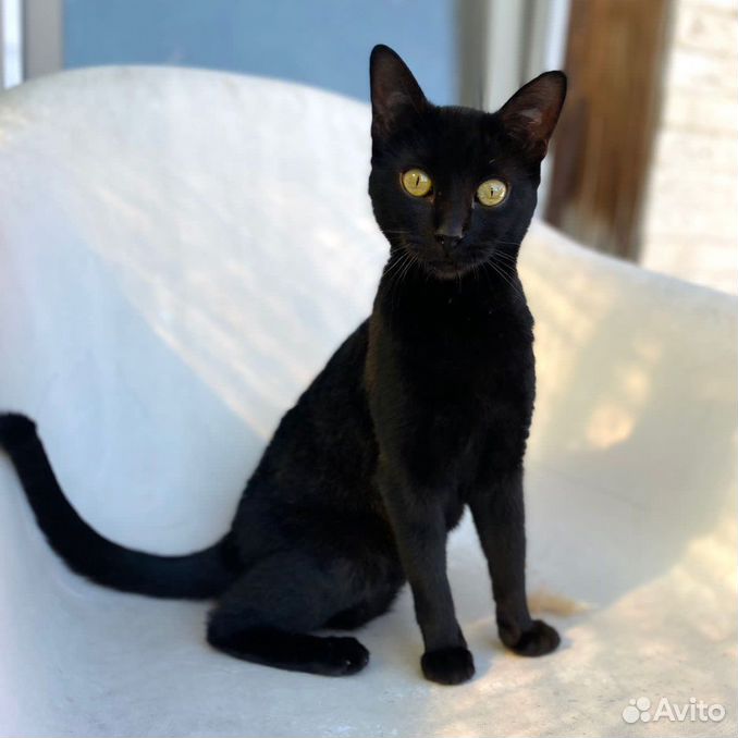 Черная красавица изящная Кошка Баги