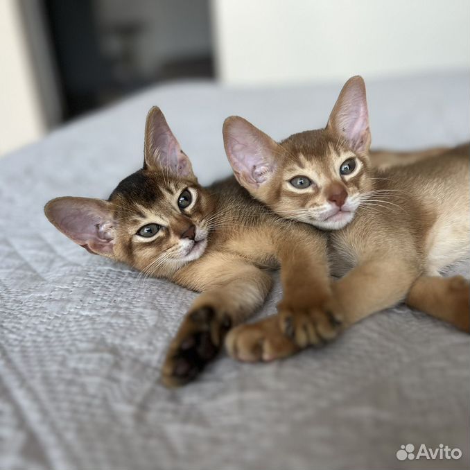 Котята Абиссинской породы