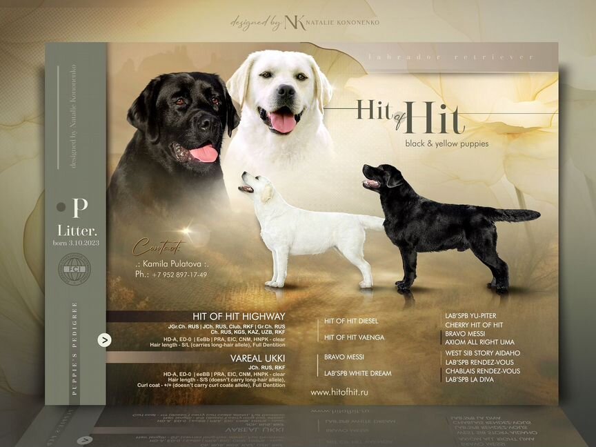 Щенок лабрадора