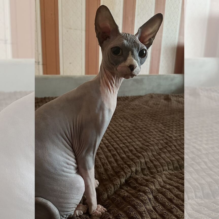 Канадский сфинкс котёнок