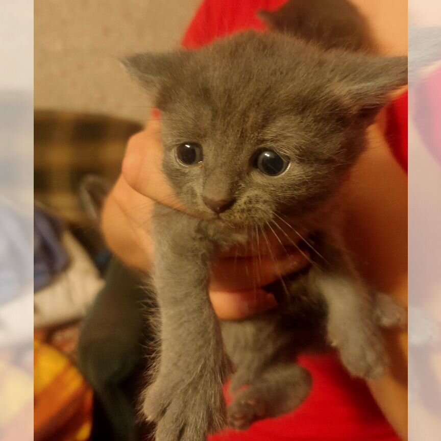 Четыре которебенка ищут дом