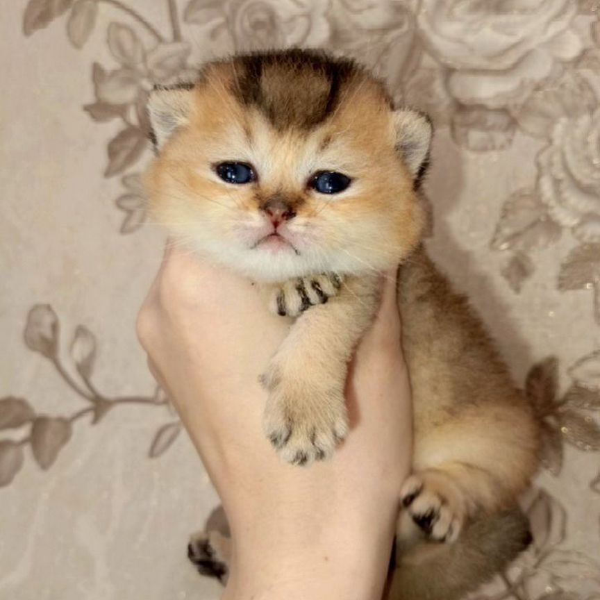 Шотландские красивые карапузы
