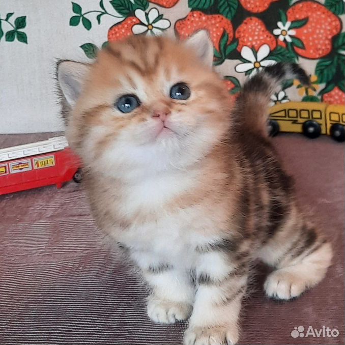 Золотые мраморные британские котята