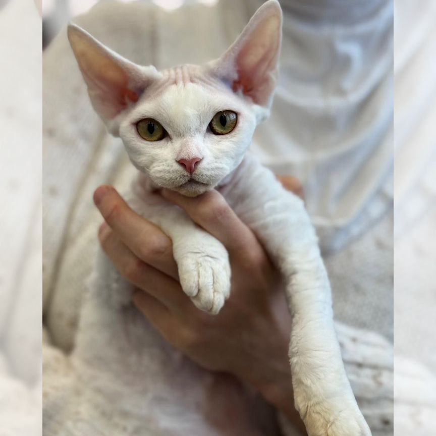 Котята девон-рекс