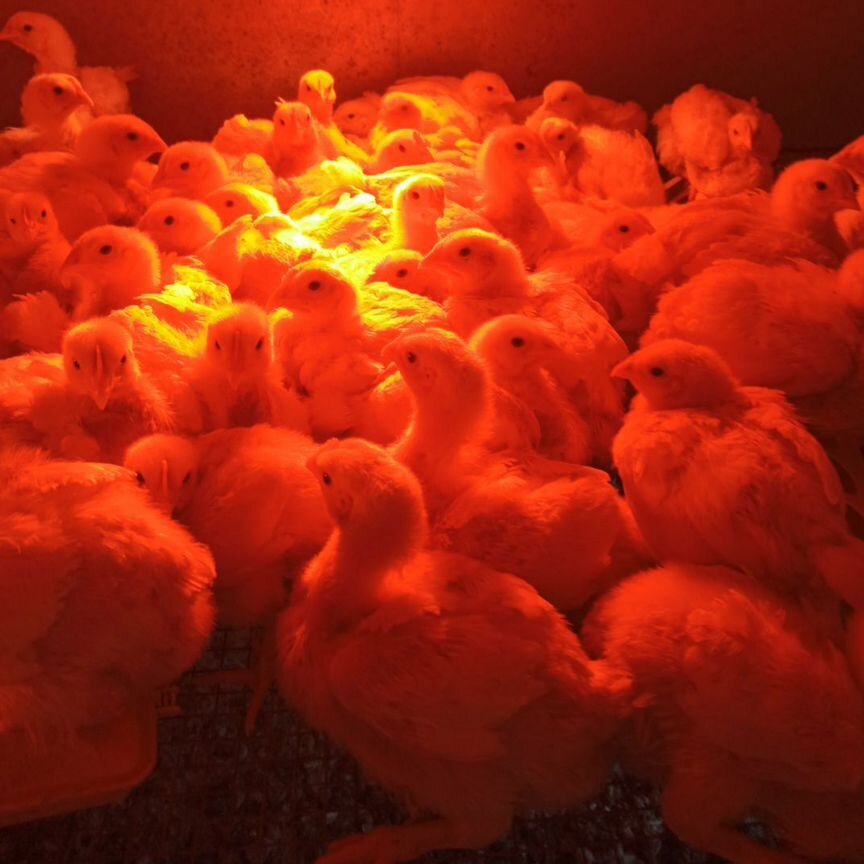 Цыплята бройлеры Кобб 500
