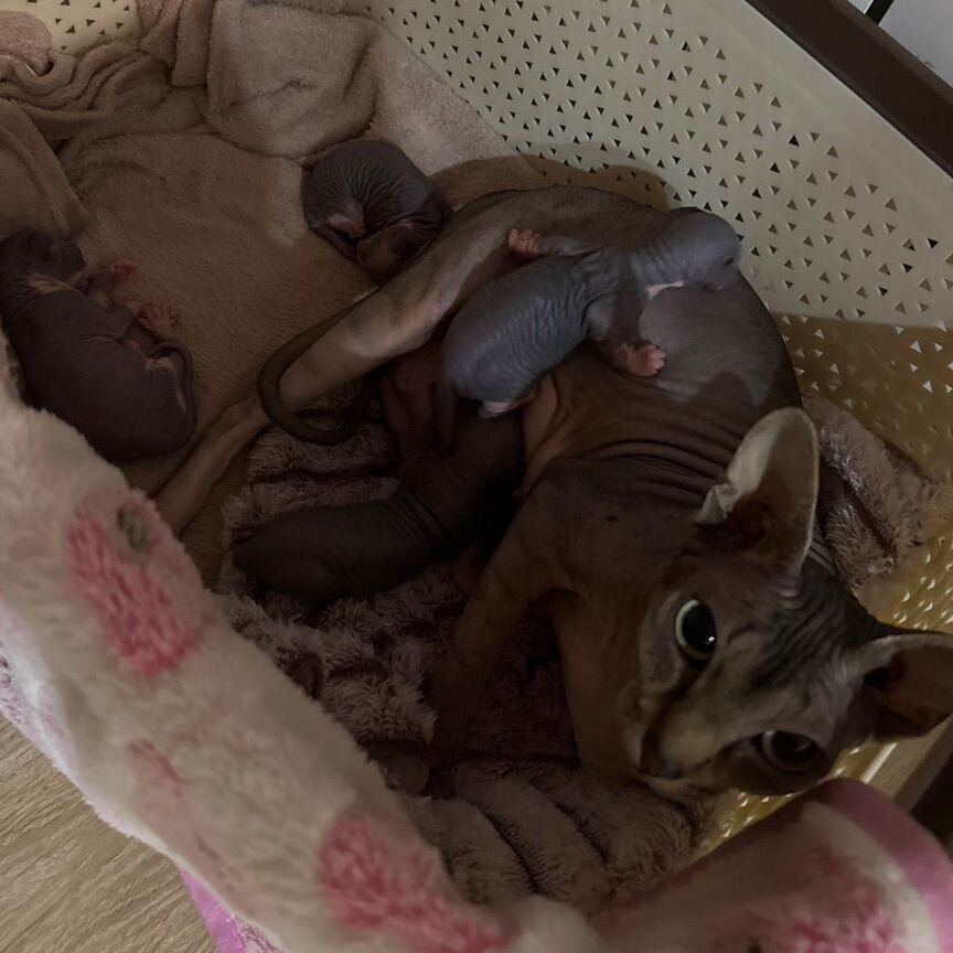 Канадский сфинкс котёнок