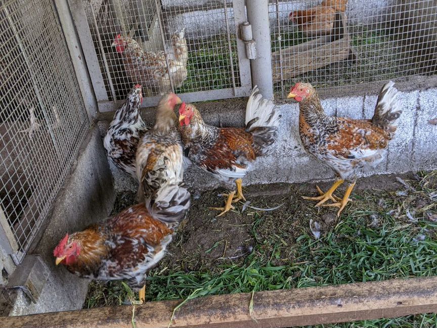 Петушки на племя