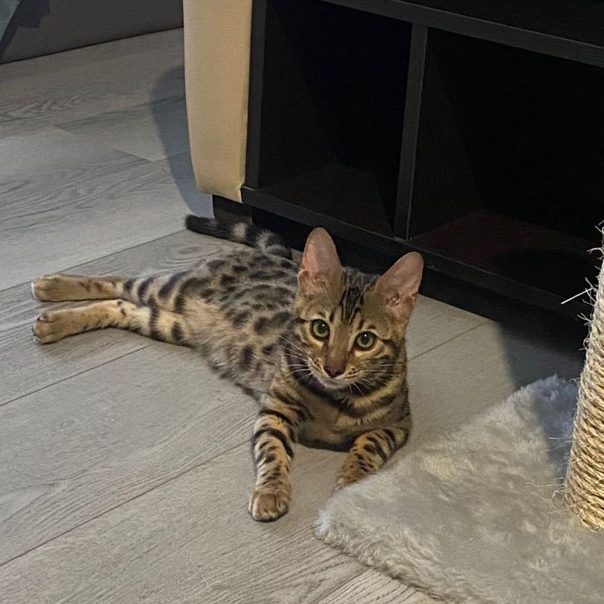 Бенгальская