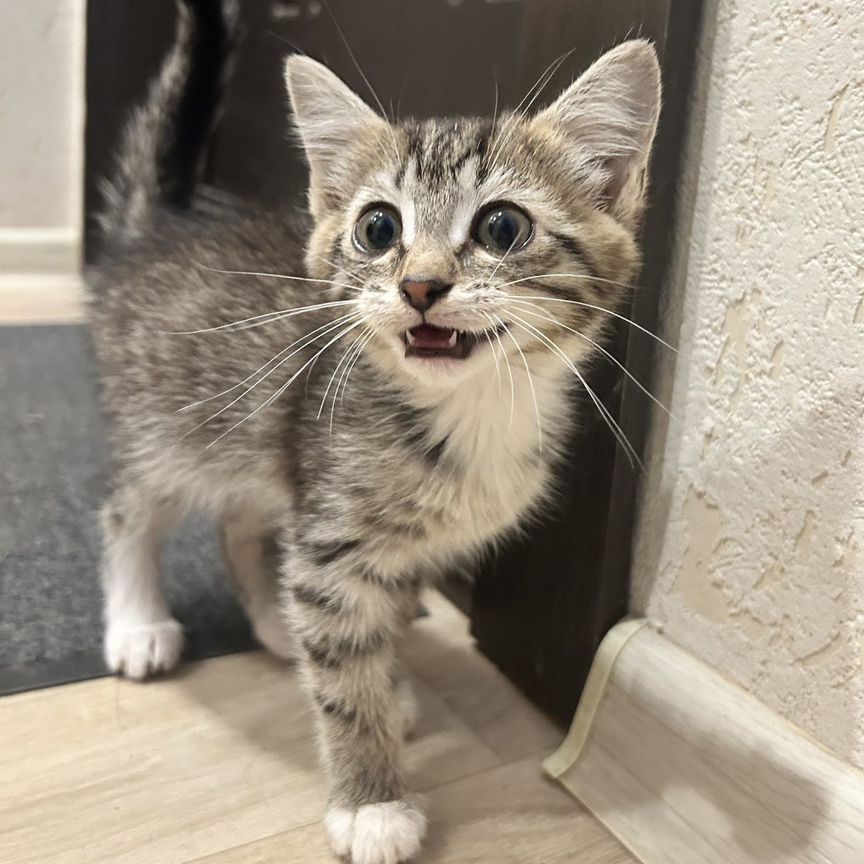 Котенок