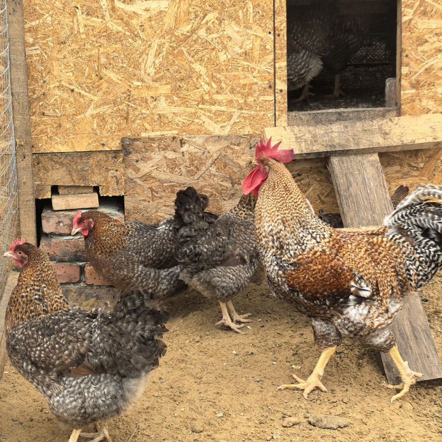 Инкубационное яйцо и цыплята Белифельдер