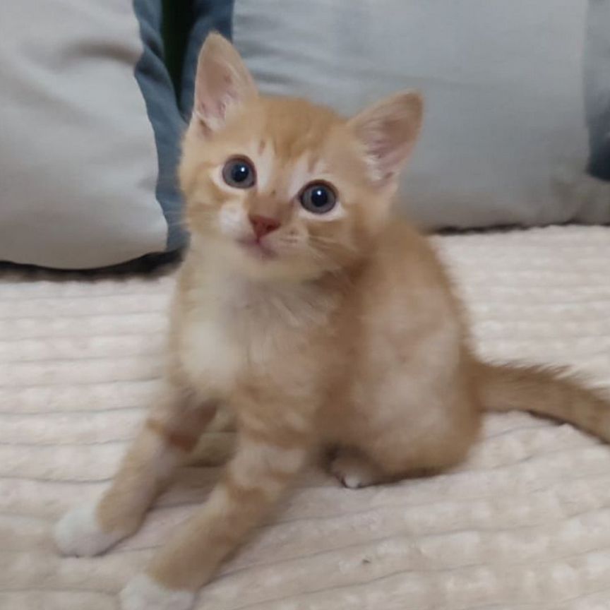 Котята